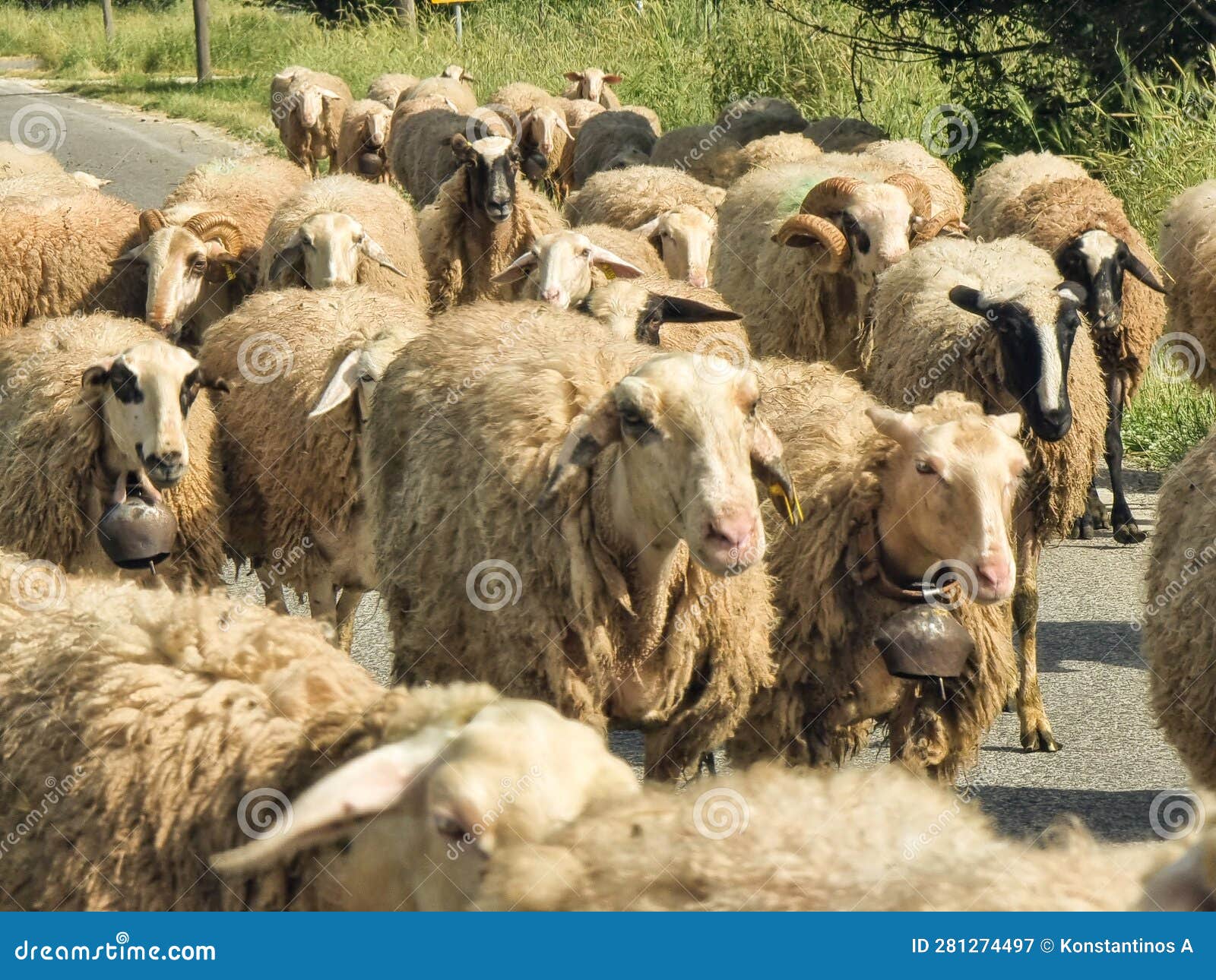 Sheeps Shepp Folk Front View Stock Image - Image of road, jumbuck ...