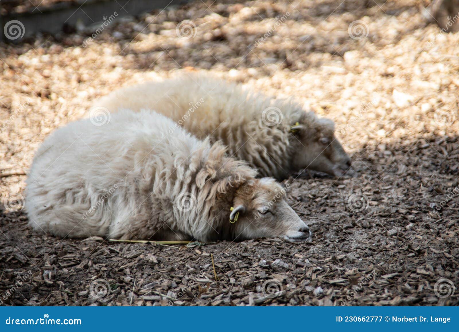Sheeps are sleeping stock image. Image of herd, sheep - 230662777