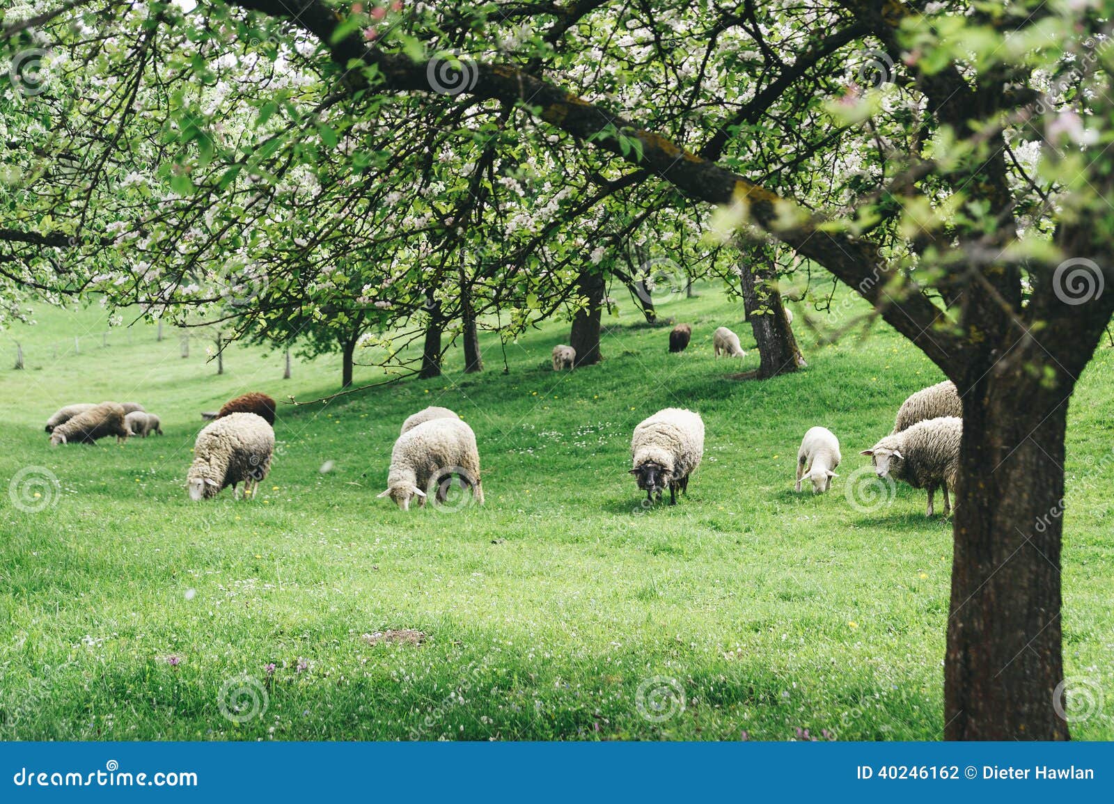 Sheeps in a Spring Landscape Stock Photo - Image of spring, group: 40246162