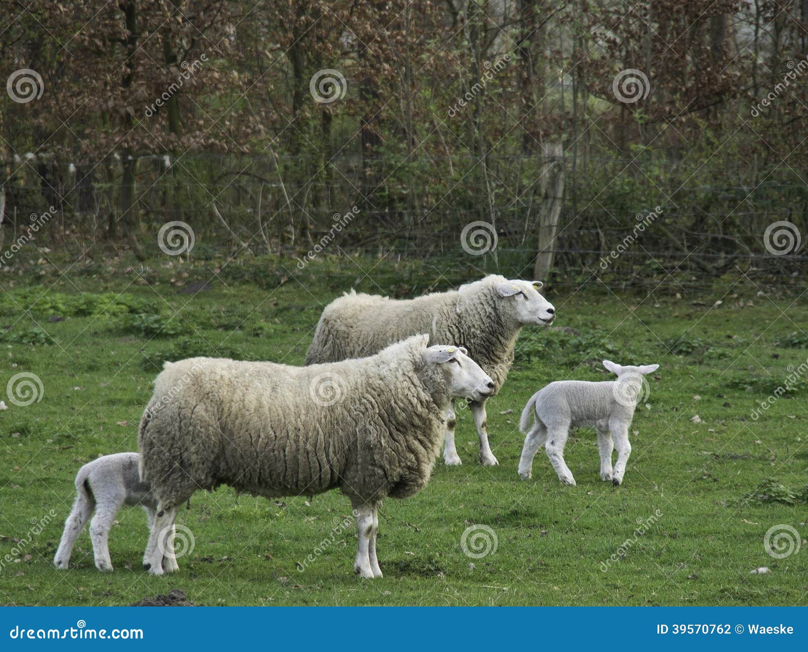 Sheeps stock photo. Image of wool, nature, germany, sheep - 39570762