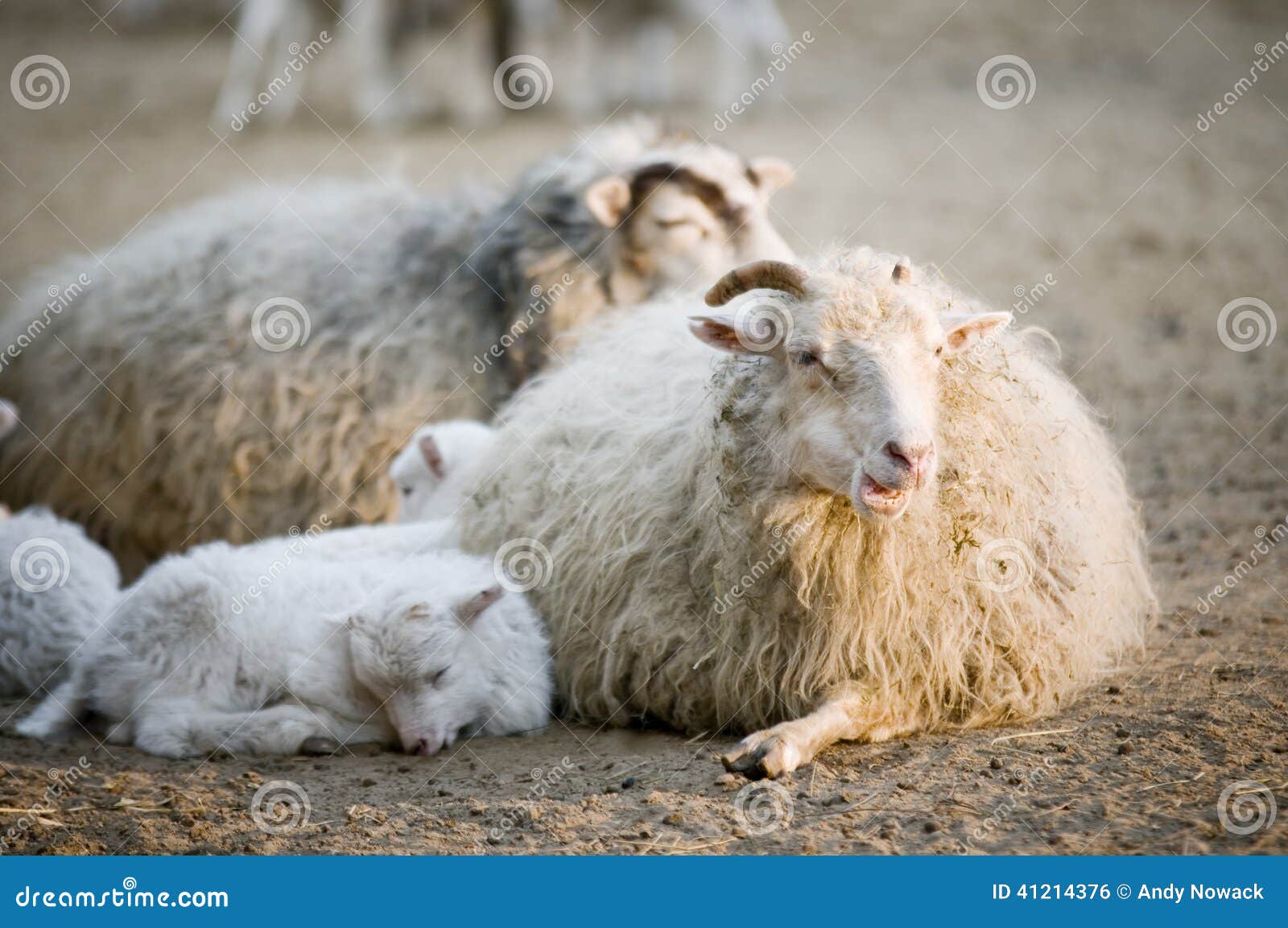 Sheeps in the Sundown Light Stock Photo - Image of livestock, soil ...