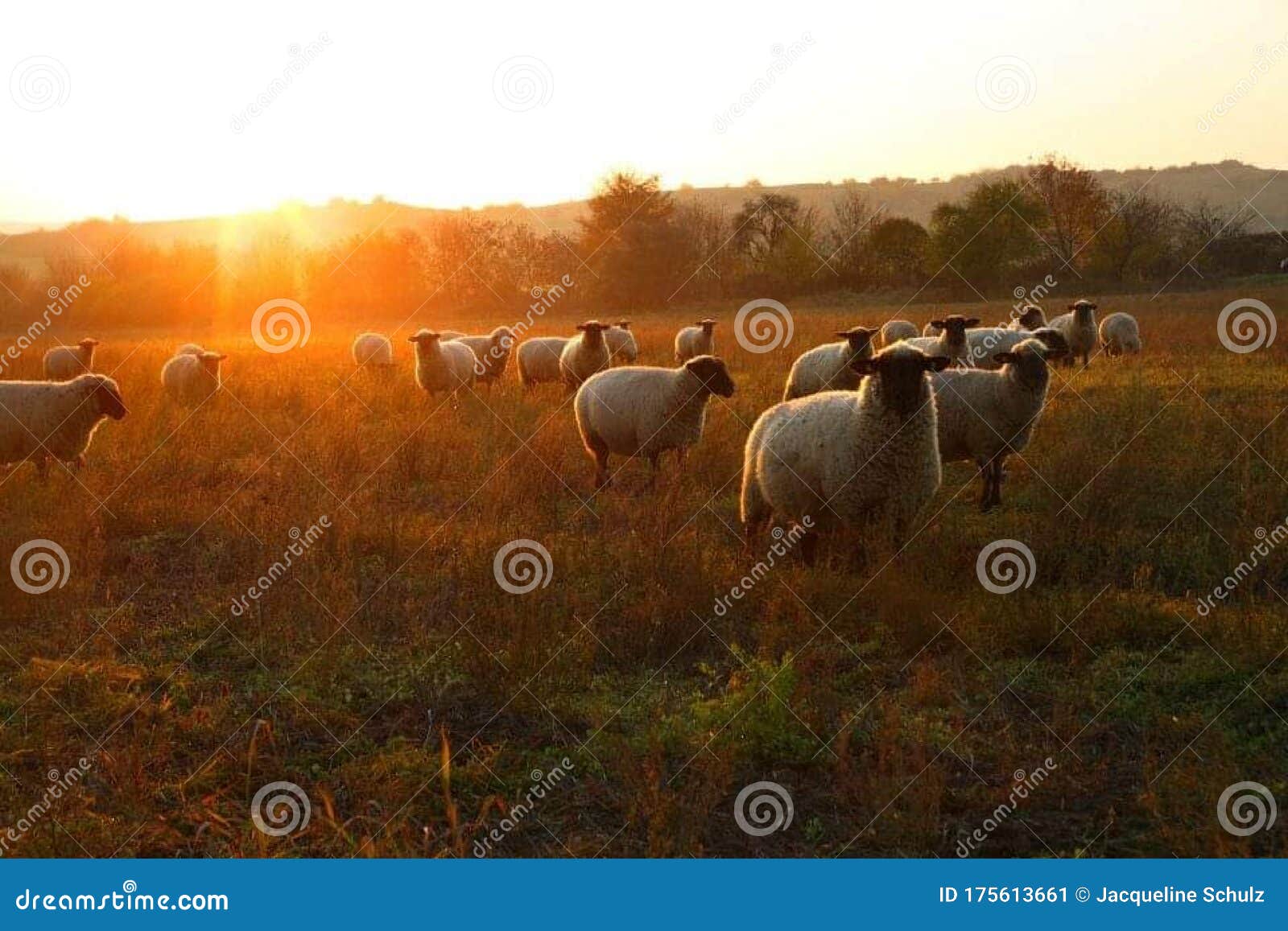 Sheeps in the sunset stock image. Image of field, nature - 175613661