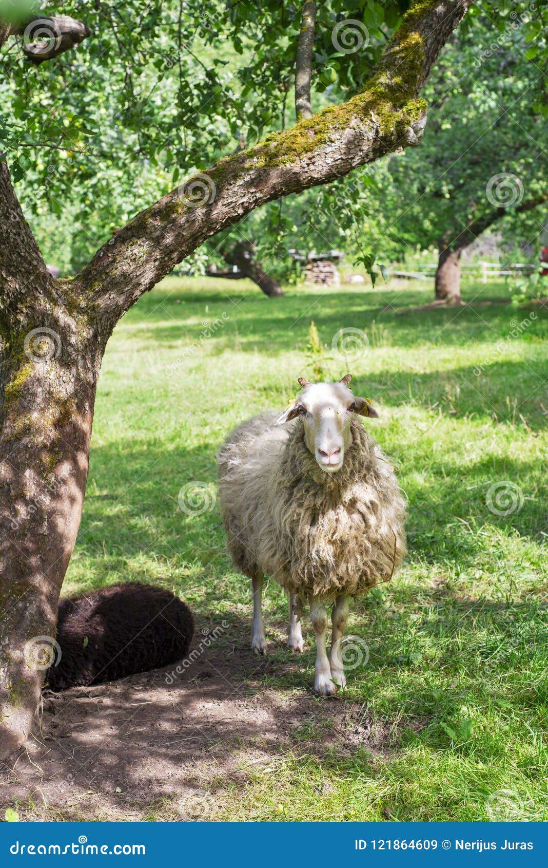 Sheeps Under the Tree Hidden from the Hot Sun Stock Image - Image of ...