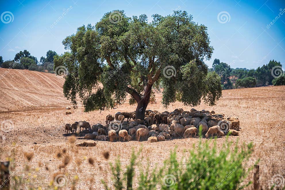 Sheeps under a tree stock image. Image of grass, tree - 255555181