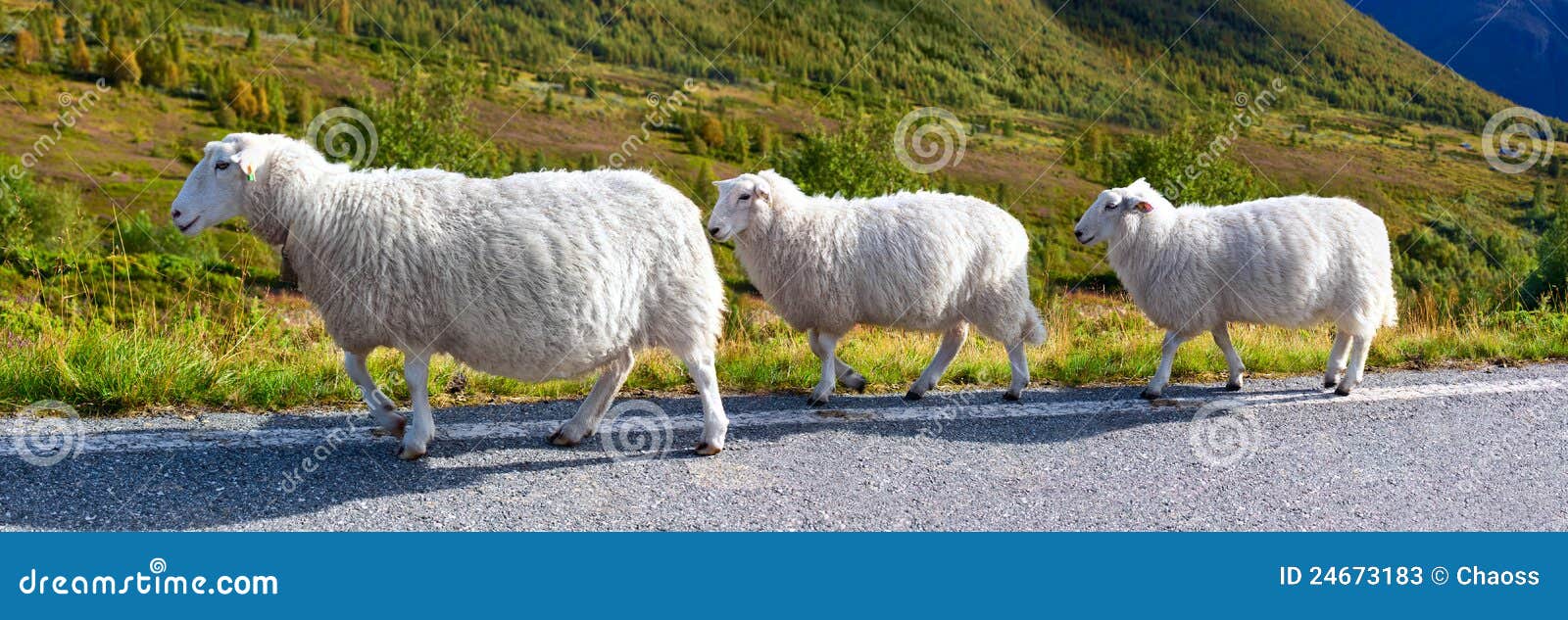 Sheeps walking along road stock image. Image of vibrant - 24673183