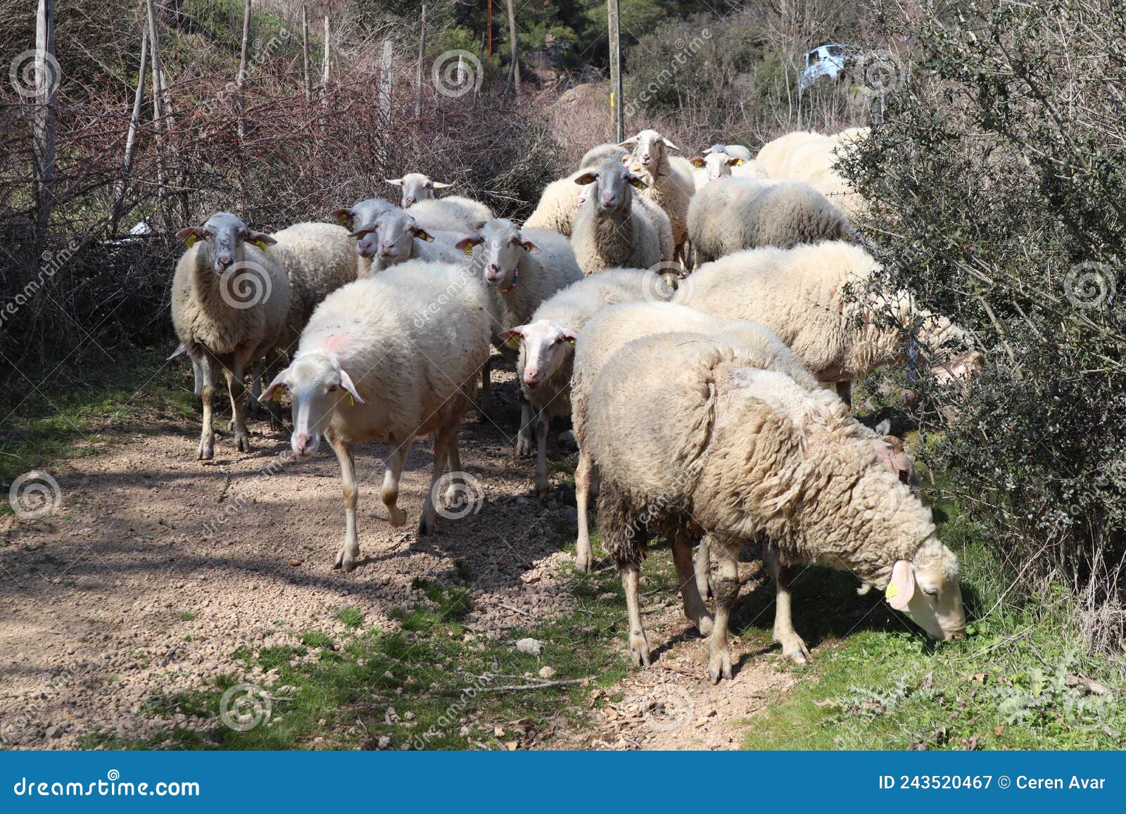 Sheeps walking in a forest stock image. Image of bull - 243520467