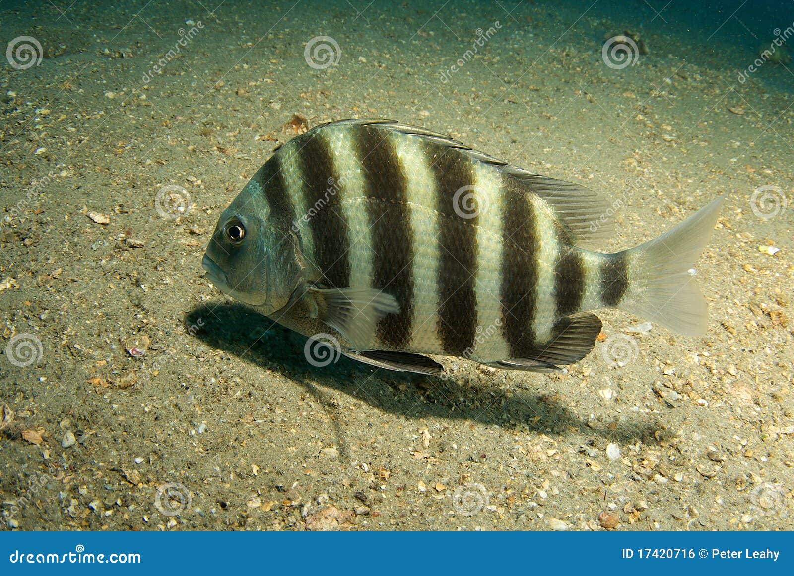 Sheepshead stock photo. Image of swim, underwater, gamefish - 17420716