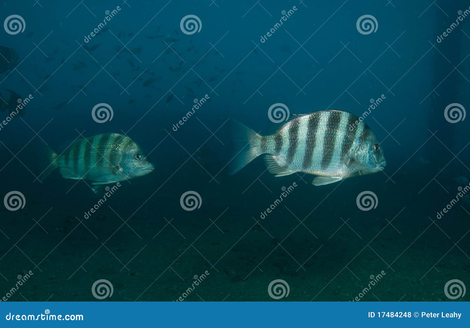 Sheepshead stock photo. Image of tropical, beach, ecosystem - 17484248