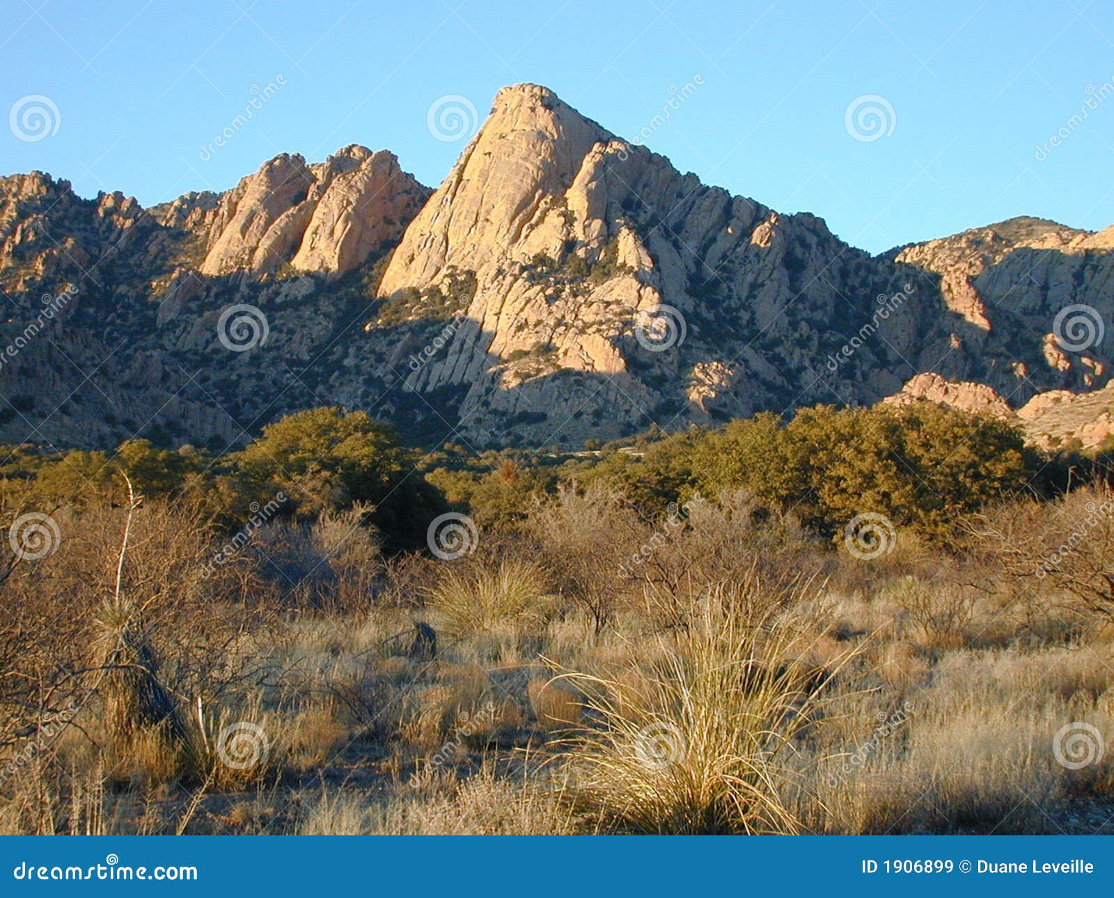 Sheepshead stock image. Image of feild, wash, land, tombstone - 1906899