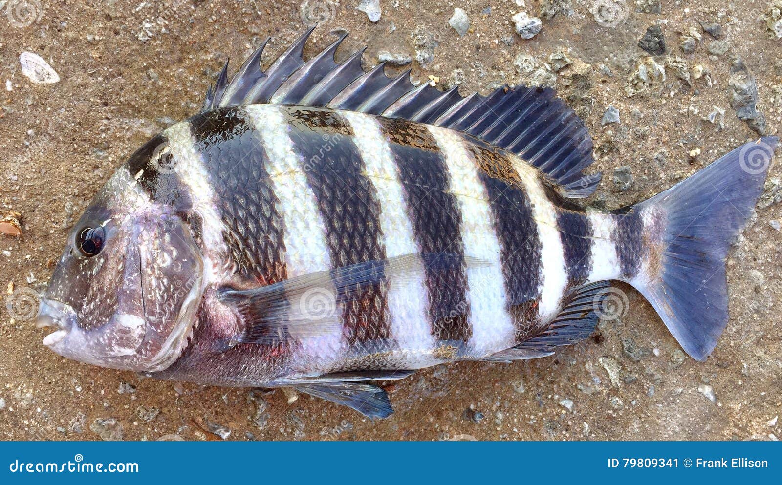 Sheepshead