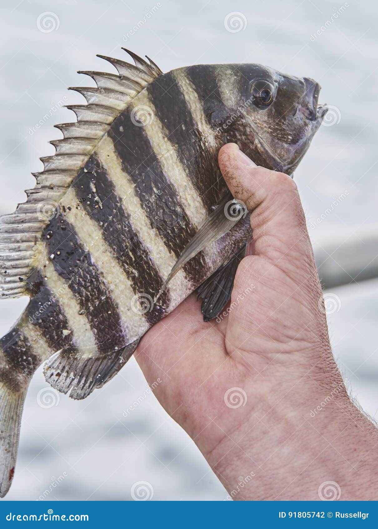 Sheepshead Fish stock photo. Image of fauna, seafood - 91805742