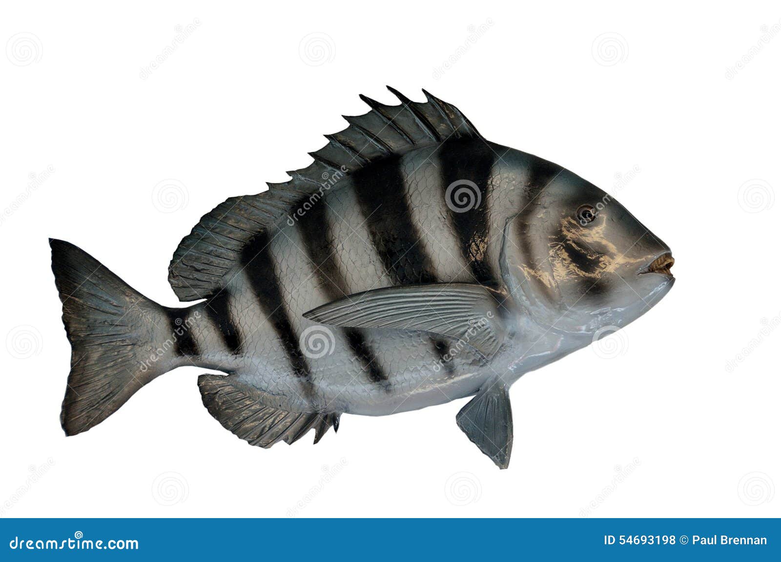 Sheepshead fish stock photo. Image of isolated, spine - 54693198