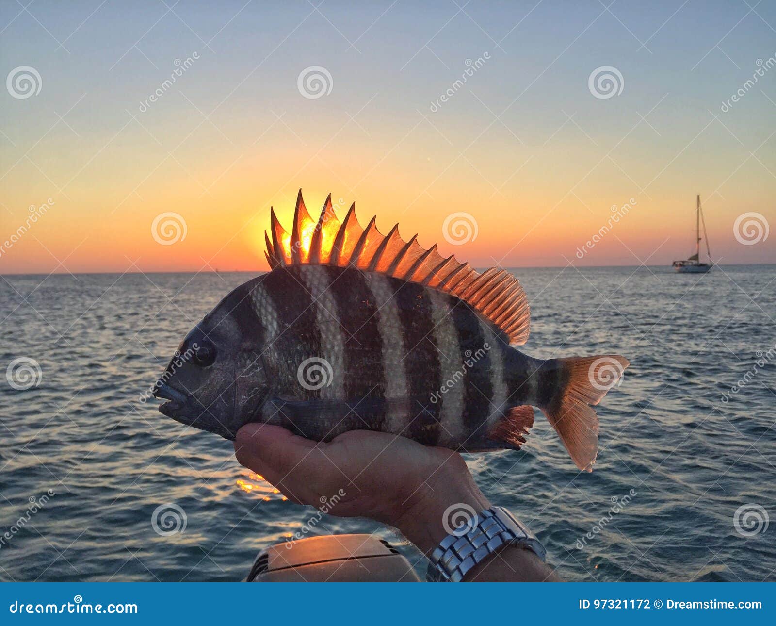 Sheepshead stock photo. Image of fish, sunrise, sheepshead - 97321172