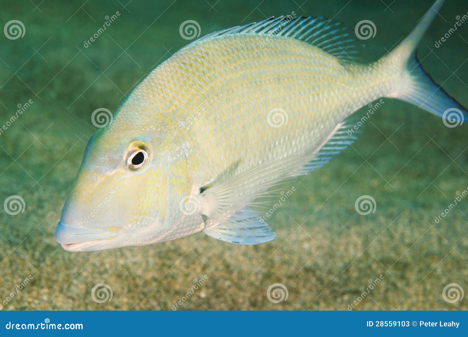 Sheepshead Porgy stock image. Image of tropicalfish, atlantic - 28559103