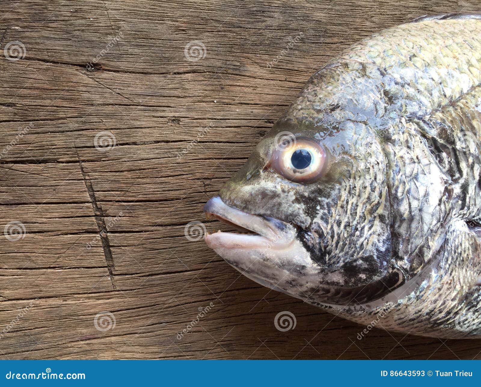 The Sheepshead, Scup, and Red/black Seabream, Pagrus Major Stock Image ...