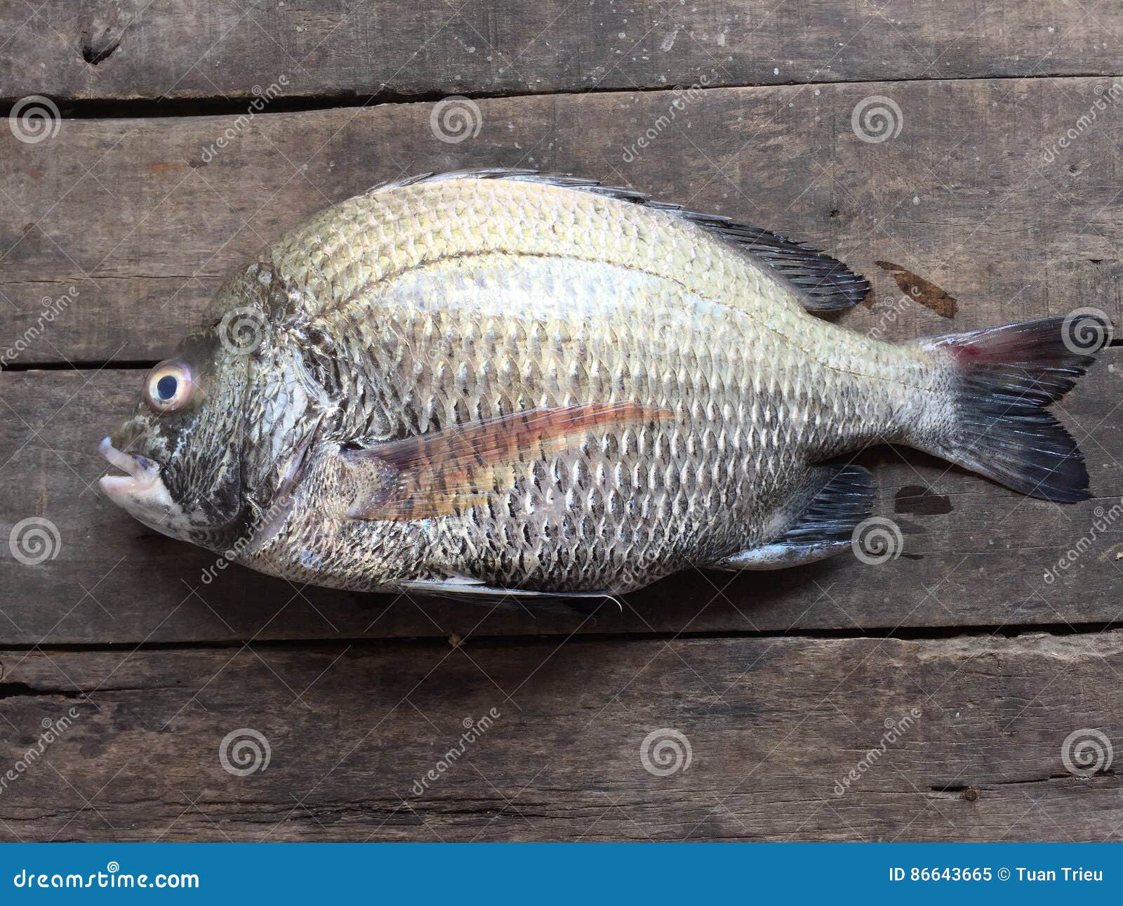 The Sheepshead, Scup, And Red/black Seabream, Pagrus Major Stock Photo ...