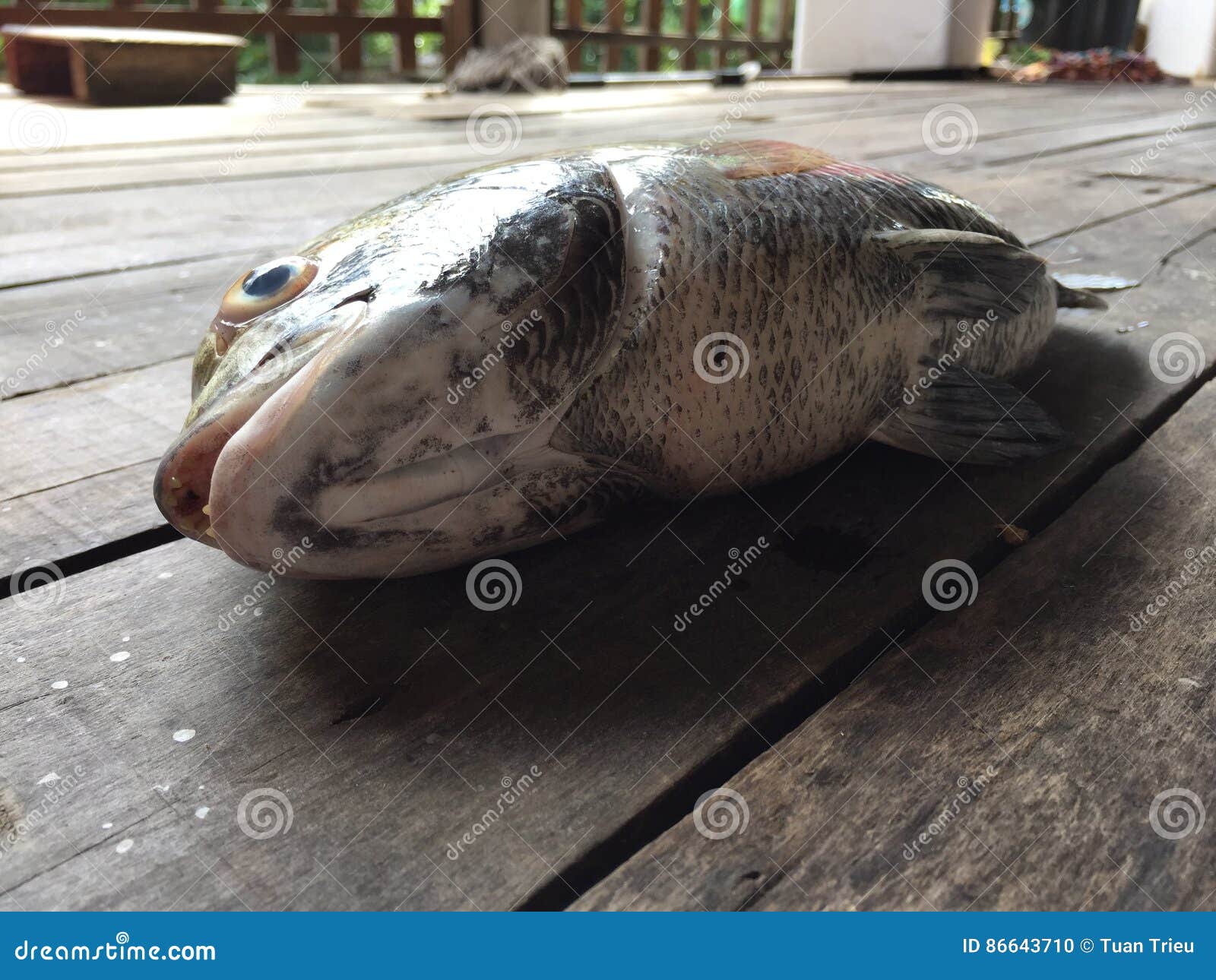 The Sheepshead, Scup, and Red/black Seabream, Pagrus Major Stock Photo ...