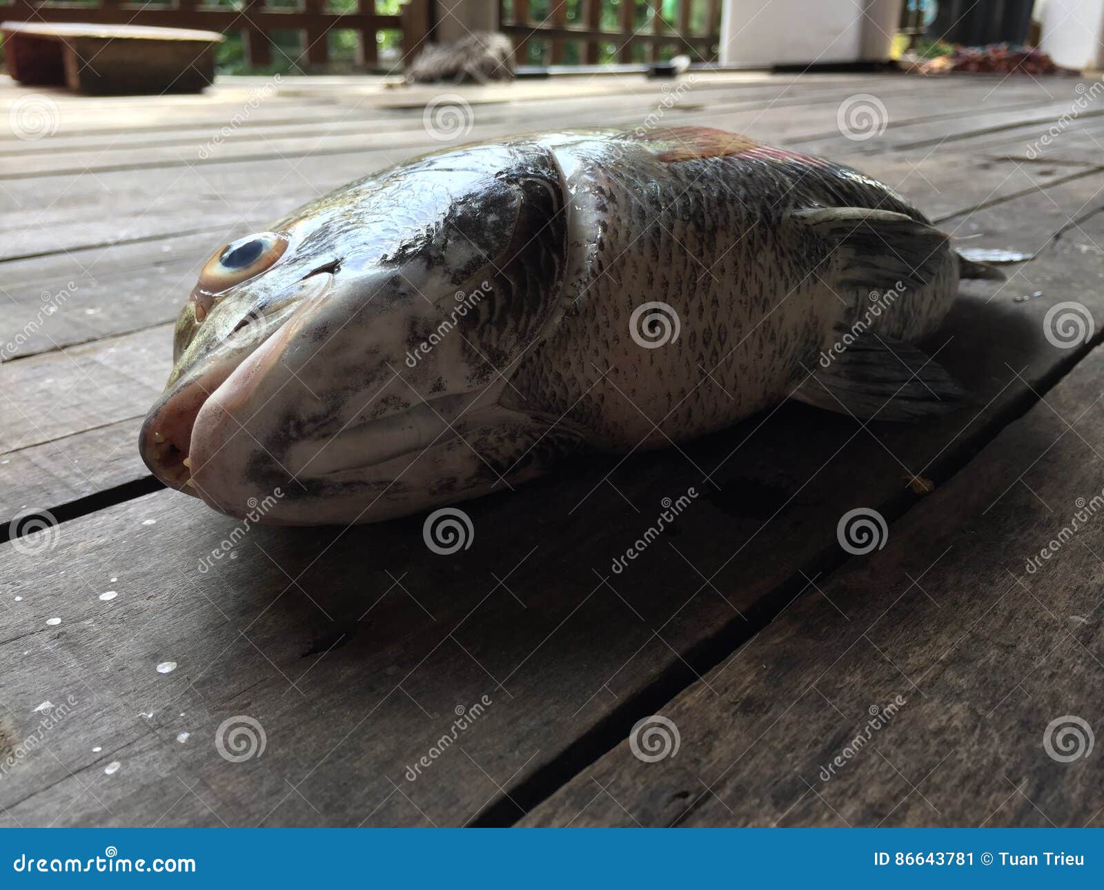The Sheepshead, Scup, and Red/black Seabream, Pagrus Major Stock Image ...