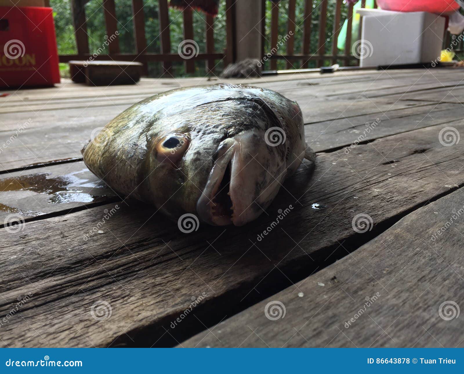 The Sheepshead, Scup, and Red/black Seabream, Pagrus Major Stock Photo ...