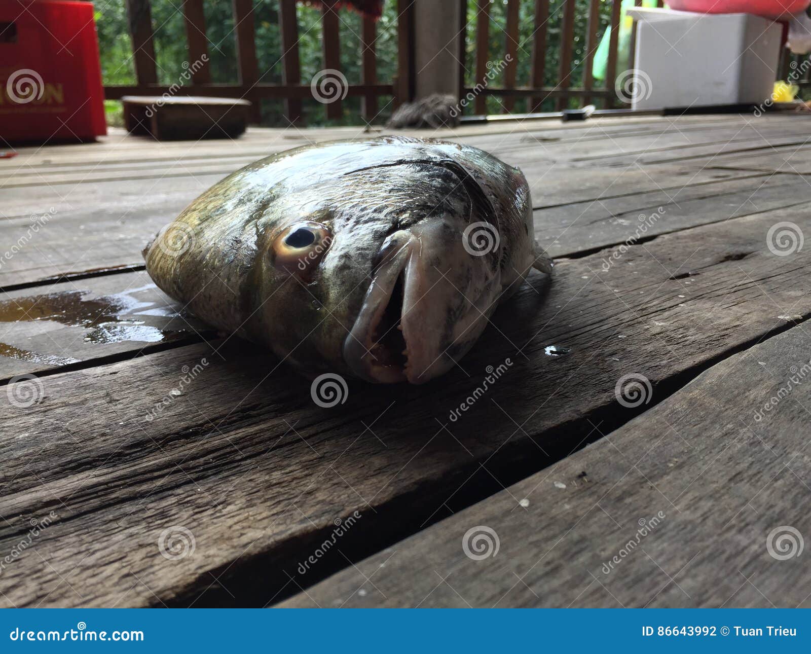 The Sheepshead, Scup, And Red/black Seabream, Pagrus Major Royalty-Free ...