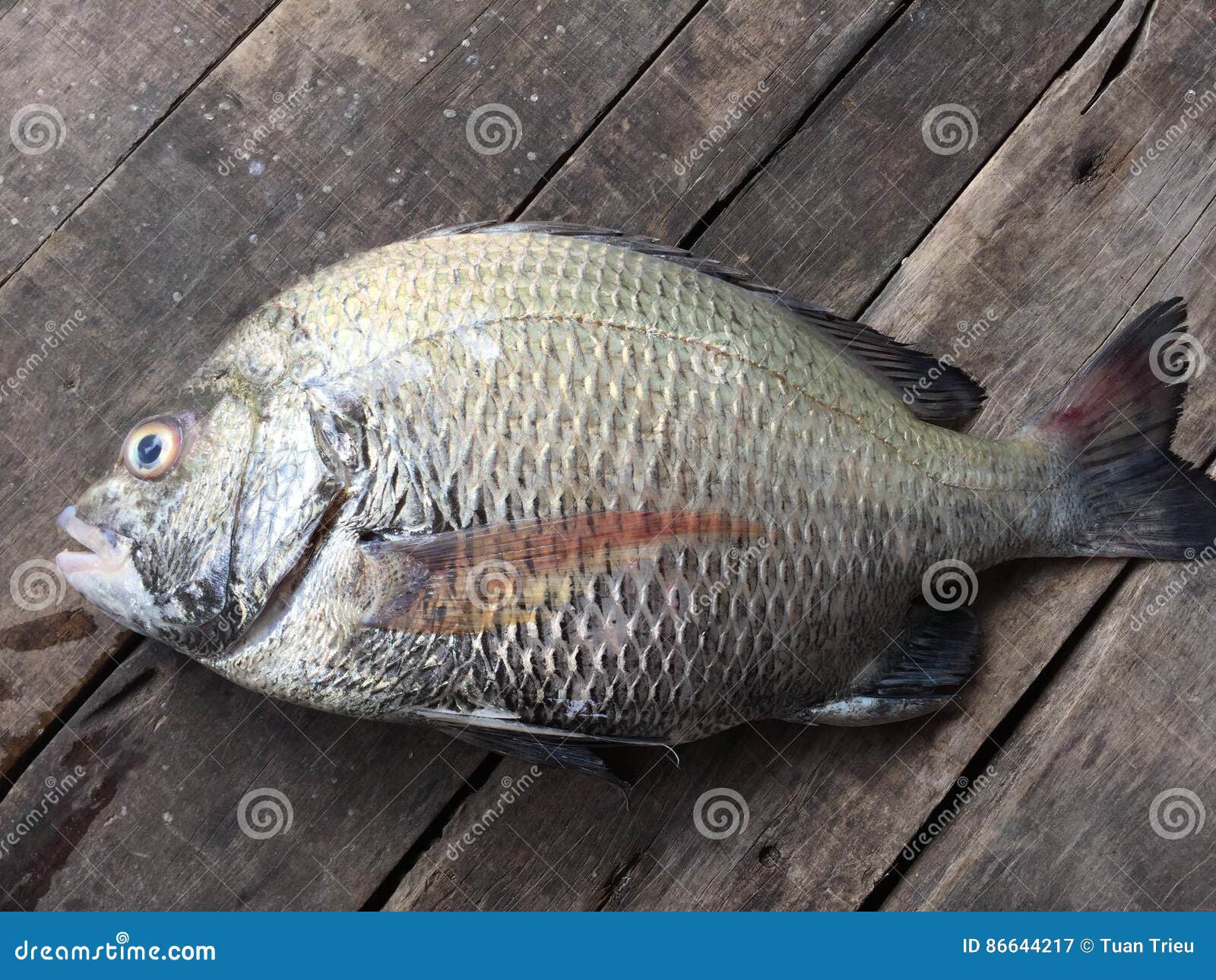 The Sheepshead, Scup, and Red/black Seabream, Pagrus Major Stock Image ...
