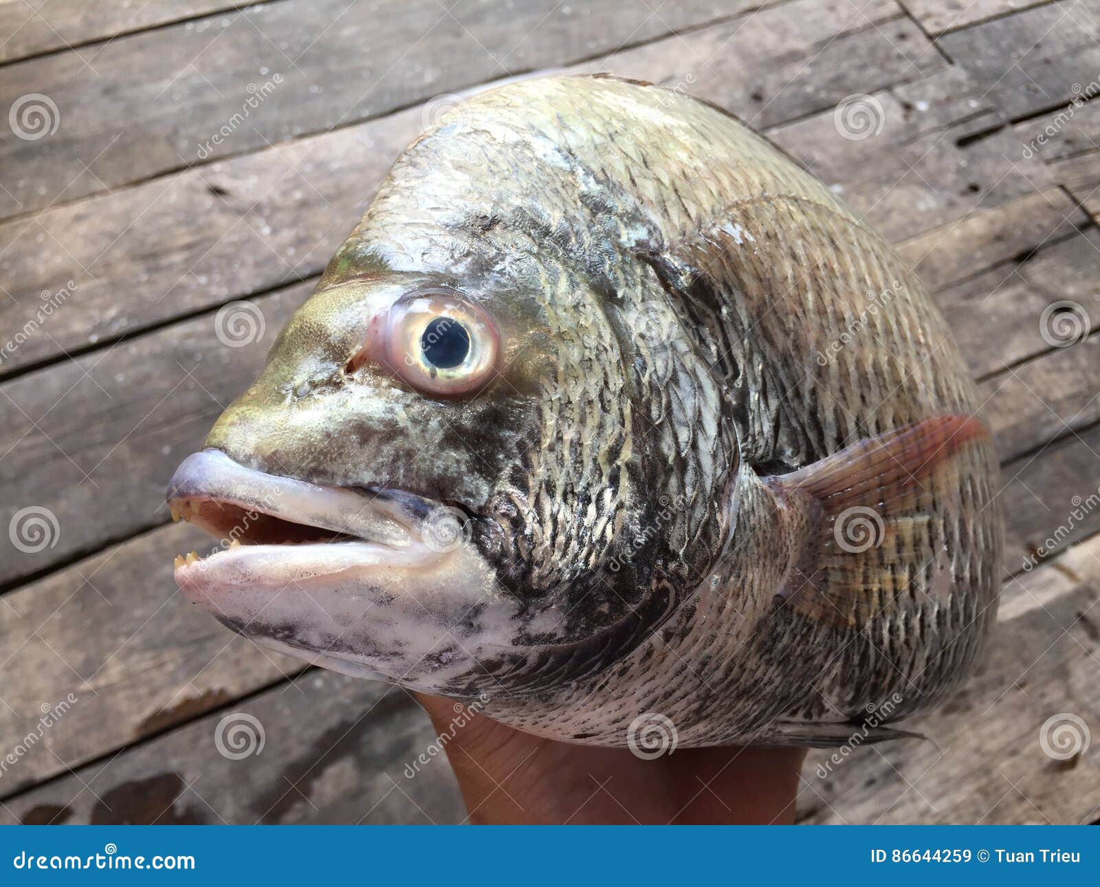 The Sheepshead, Scup, and Red/black Seabream, Pagrus Major Stock Image ...