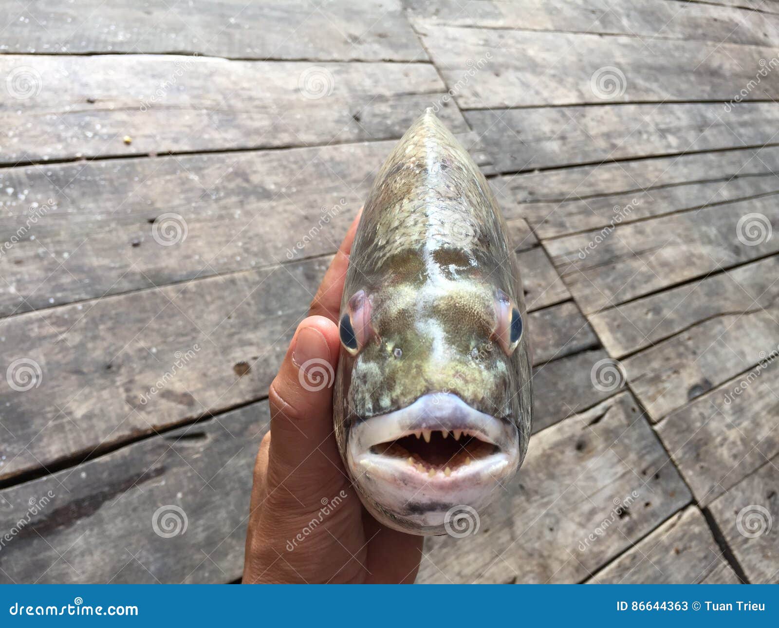 The Sheepshead, Scup, and Red/black Seabream, Pagrus Major Stock Image ...