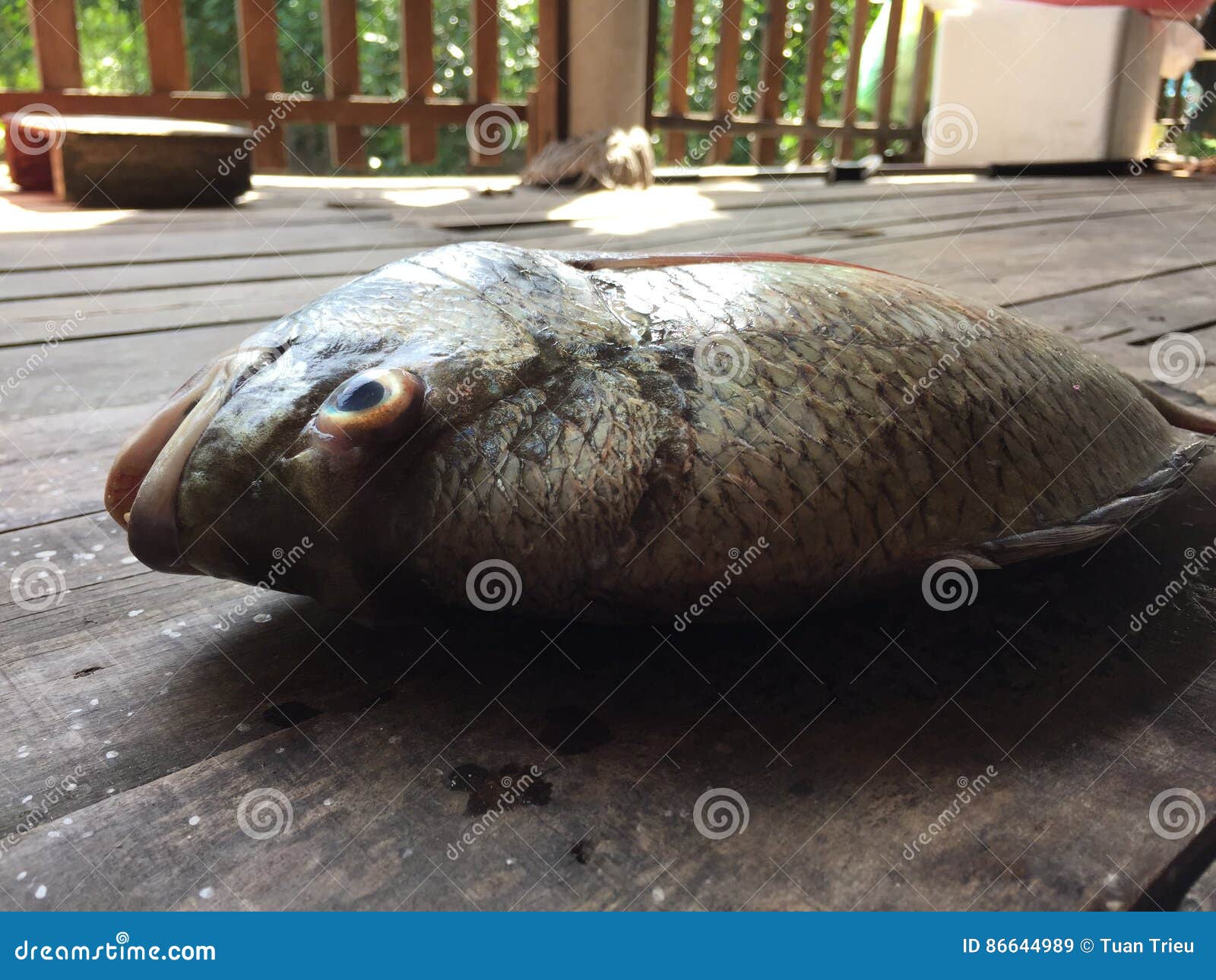 The Sheepshead, Scup, and Red/black Seabream, Pagrus Major Stock Image ...