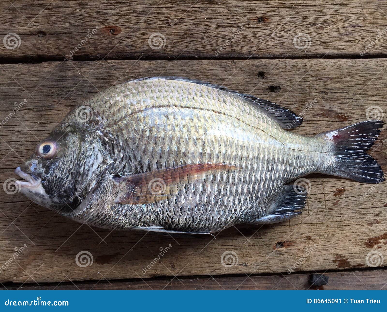The Sheepshead, Scup, and Red/black Seabream, Pagrus Major Stock Image ...