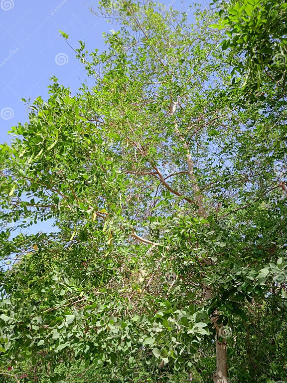 Sheesam tree stock image. Image of green, forest, tree - 215017525