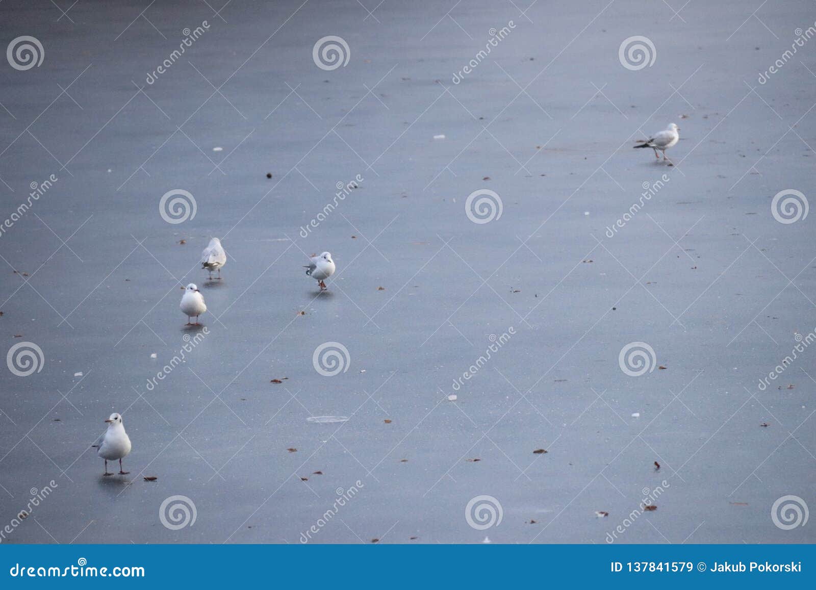 Birds on the sheet stock image. Image of plant, green - 137841579
