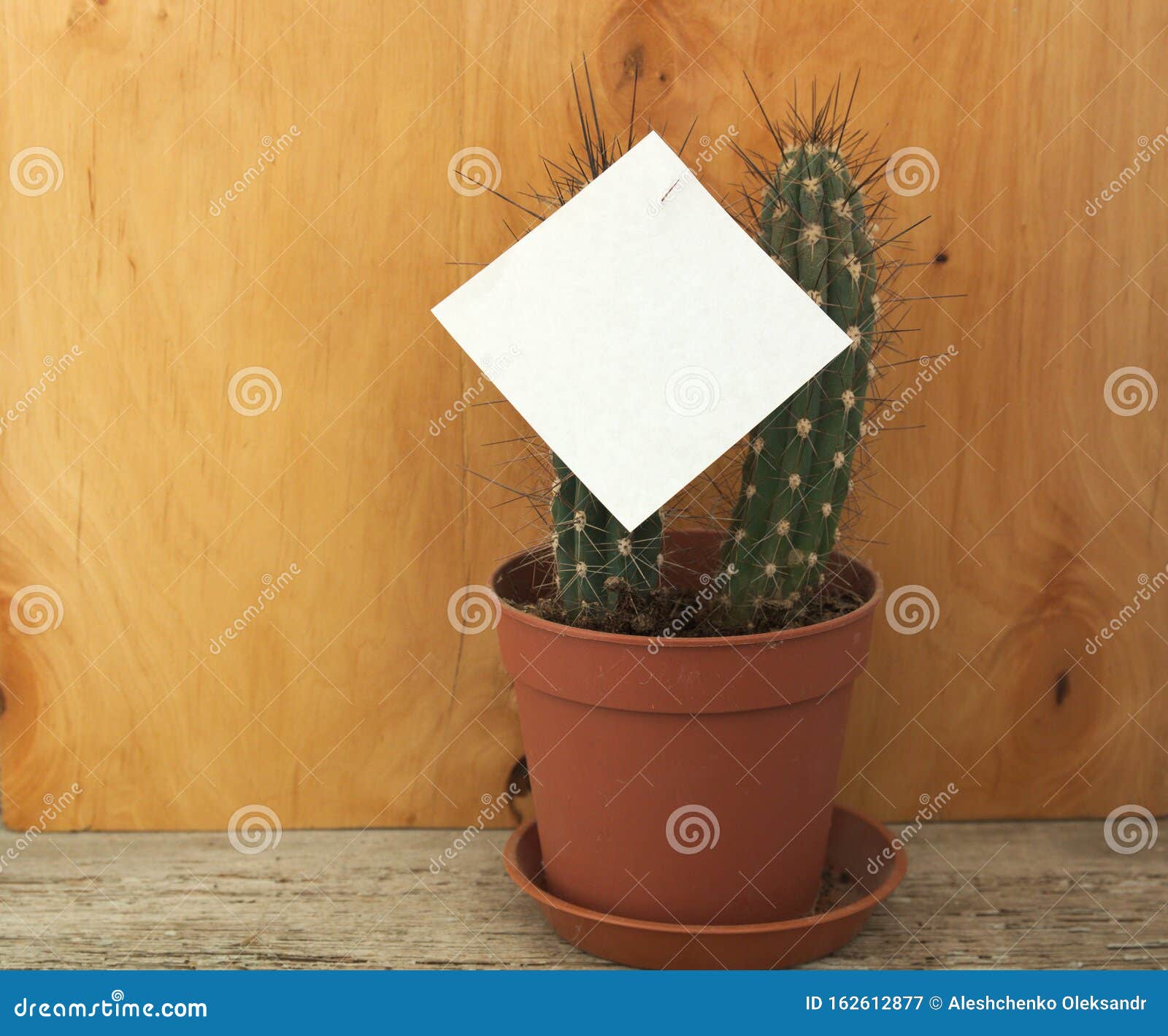 Sheet of Blank Note Paper Attached To a Cactus Needle Stock Image ...