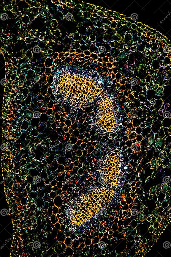 Sheet cross section stock image. Image of field, cells - 196747445