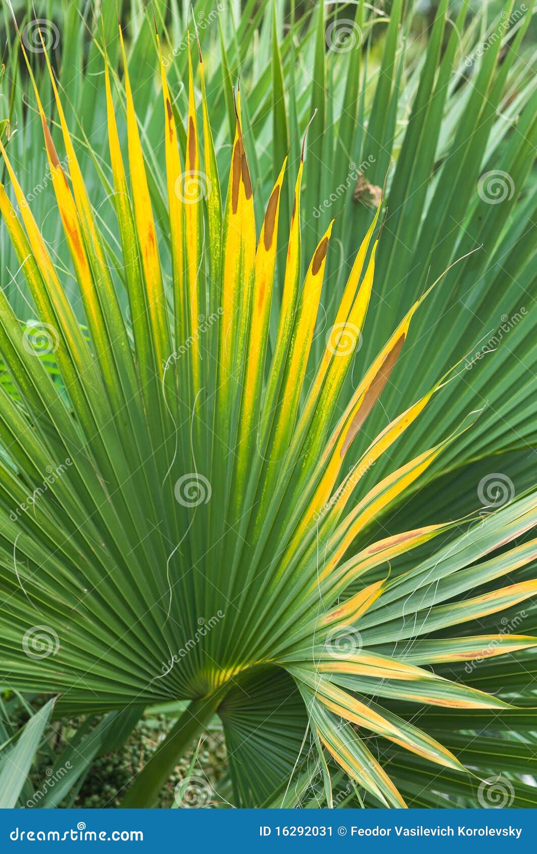 Sheet Of A Palm Tree Stock Photography | CartoonDealer.com #30540722
