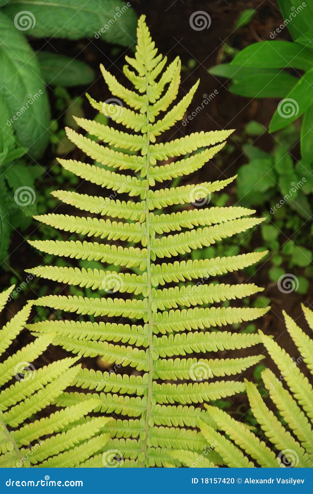 Sheet fern stock photo. Image of green, gardening, nature - 18157420