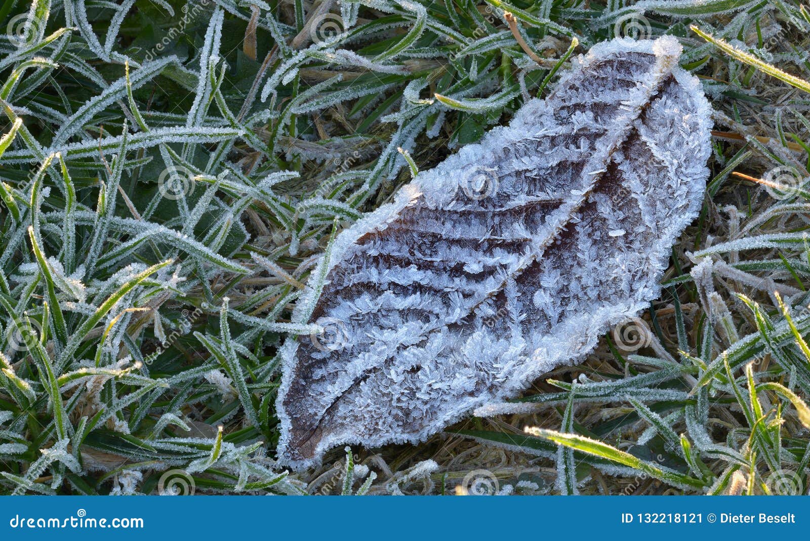 Sheet with hoarfrost stock image. Image of nature, hoarfrost - 132218121