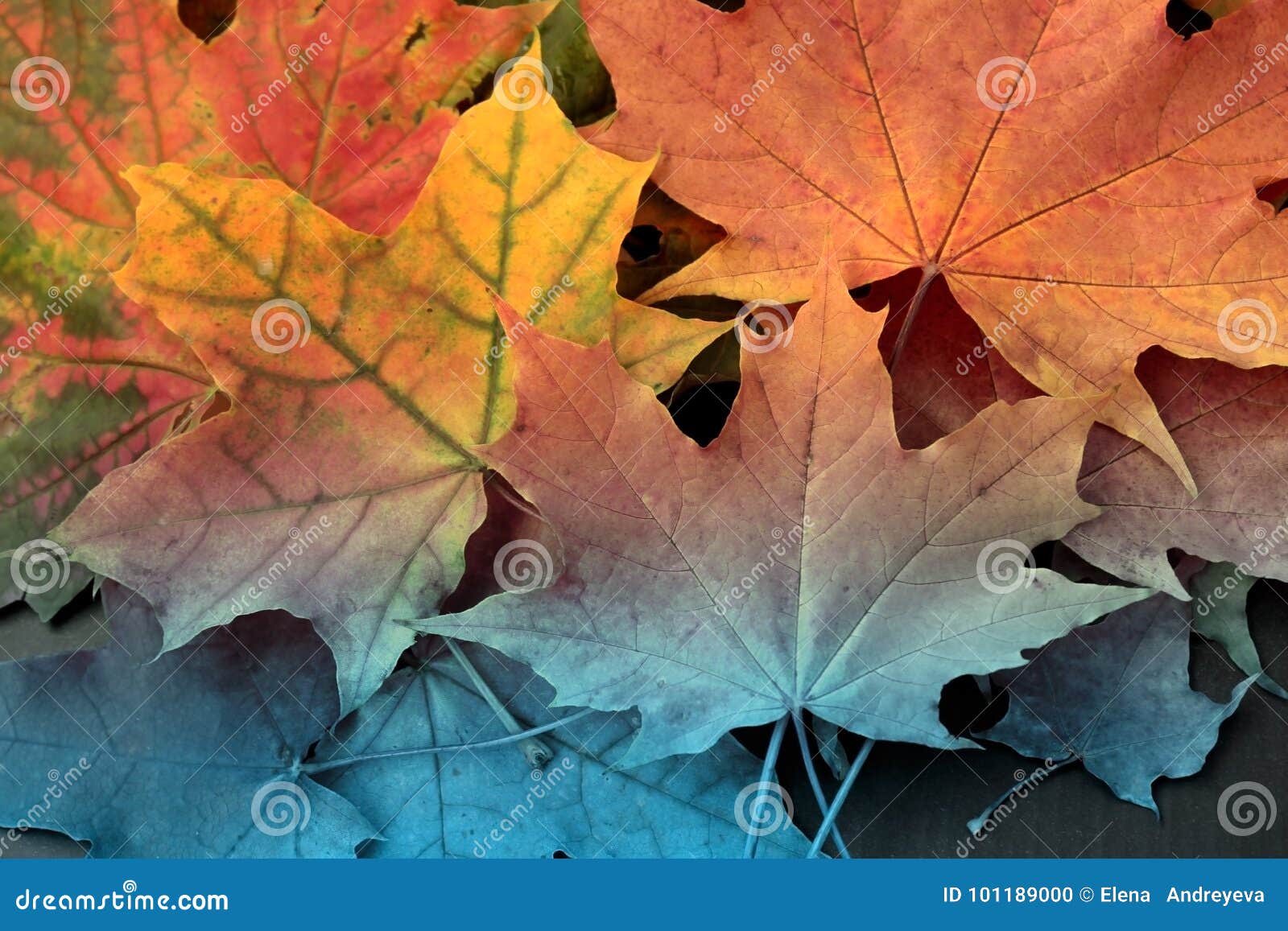 Sheet maple in light sun stock photo. Image of maple - 101189000