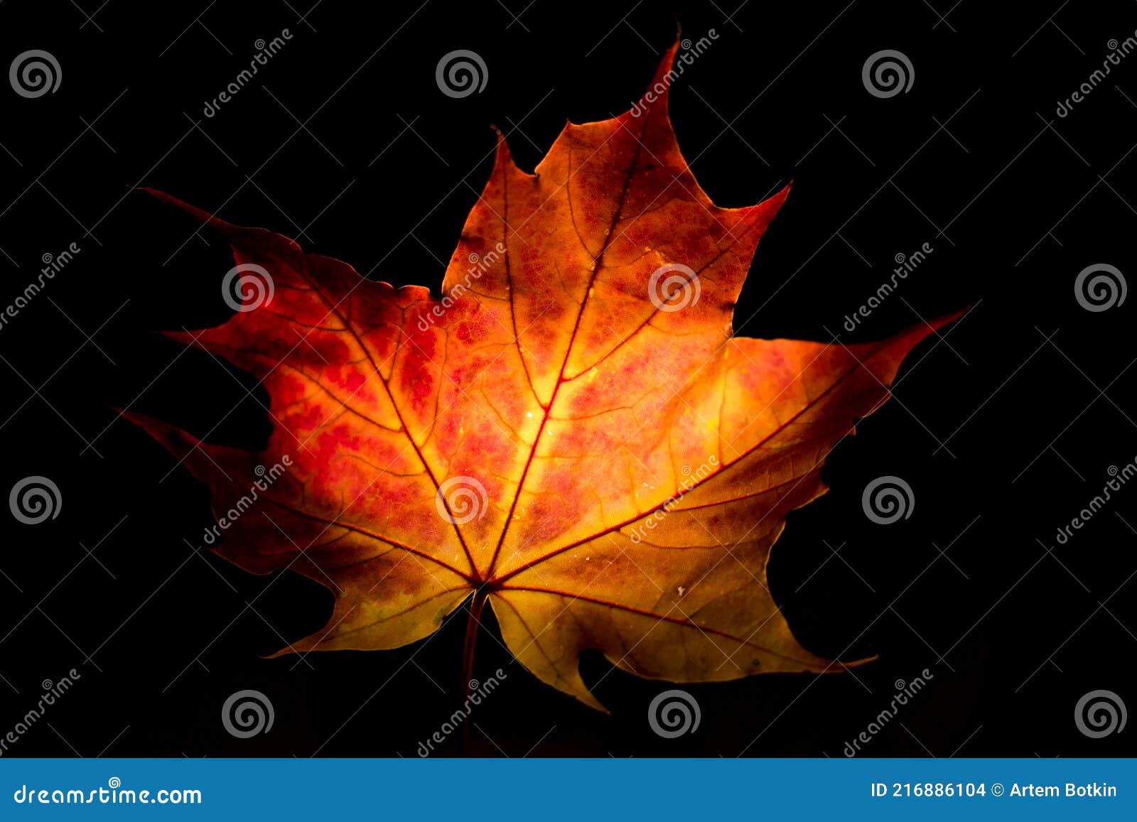Sheet of Maple Tree on Black Background. Stock Photo - Image of foliage ...