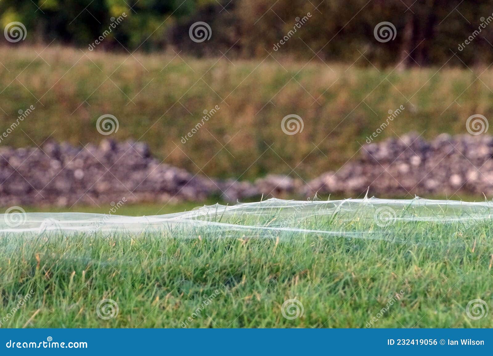 A Sheet of Spider Web on the Grass Stock Photo - Image of white ...