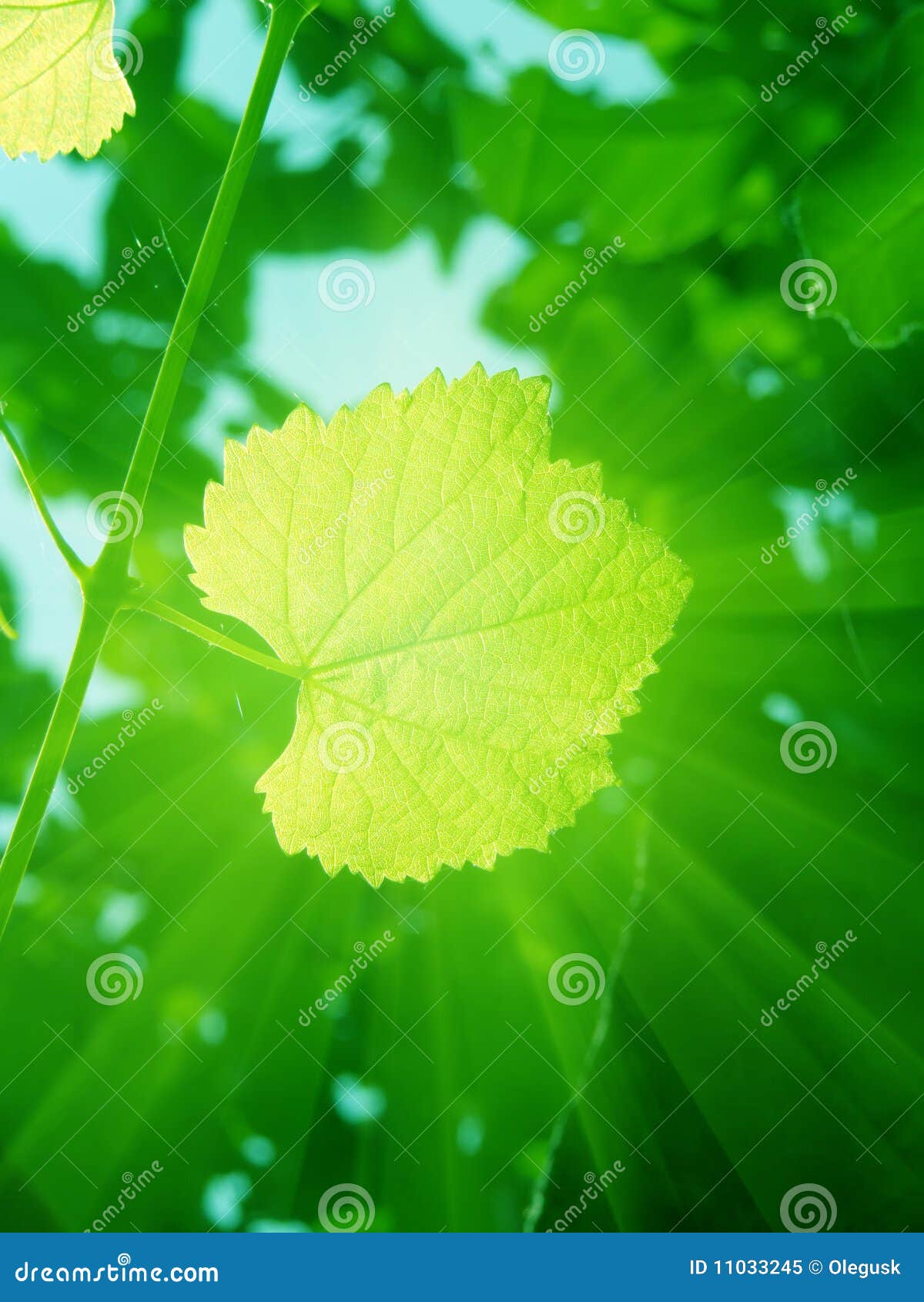 Sheet Tree Stock Photo | CartoonDealer.com #12263316