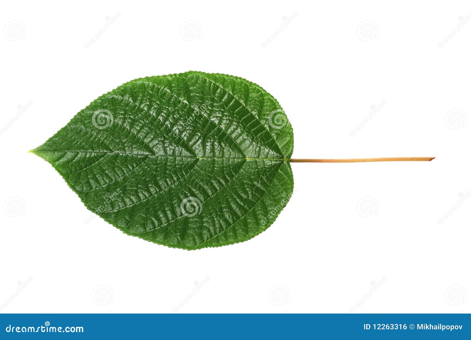 Sheet tree stock photo. Image of green, flora, sheet - 12263316