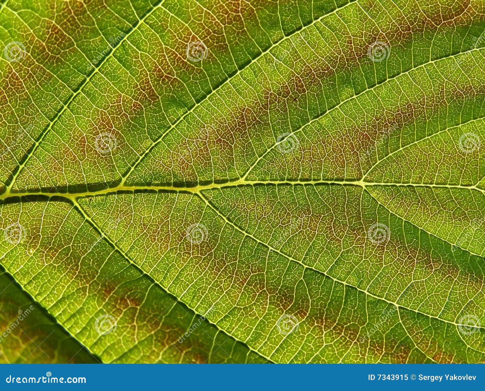 Sheet tree stock image. Image of contrasting, grid, autumn - 7343915