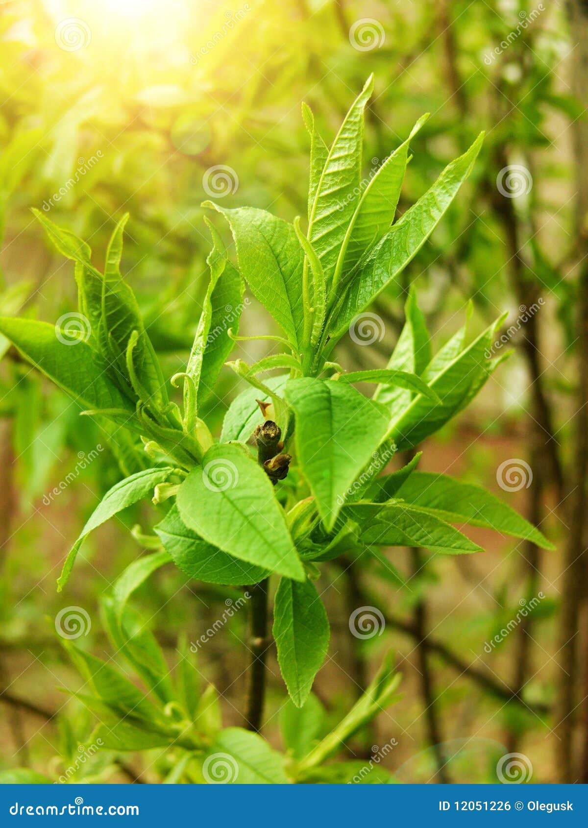 Sheet Tree Stock Photo | CartoonDealer.com #12263316