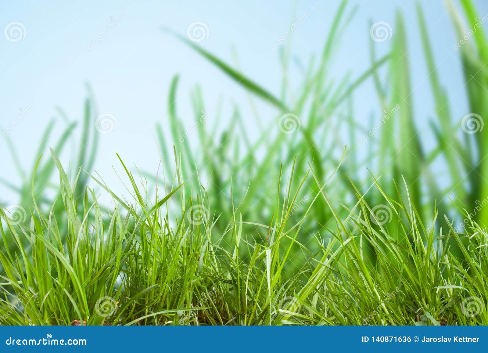 Sheets of lush grass stock photo. Image of colorful - 140871636
