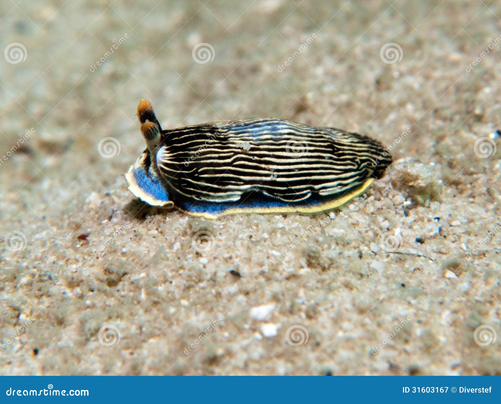 Sheild Slug - Armina Semperi Stock Image - Image of coral, nudibranch ...