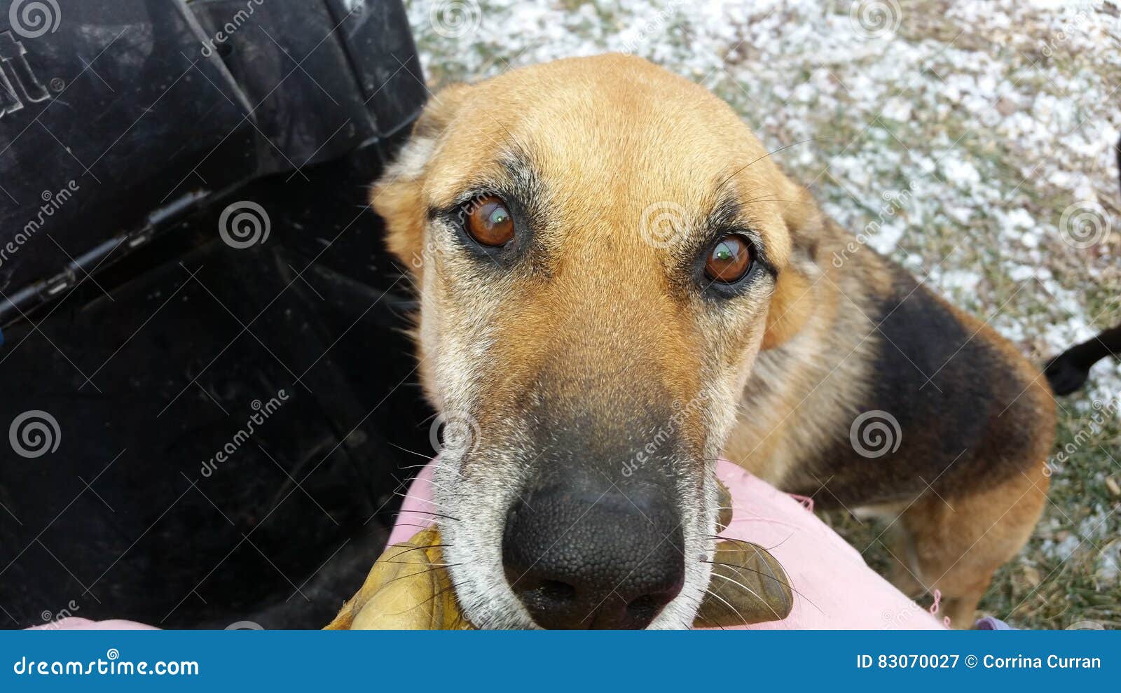 Sheldon stock image. Image of shepherd, bestfriend, pleading - 83070027