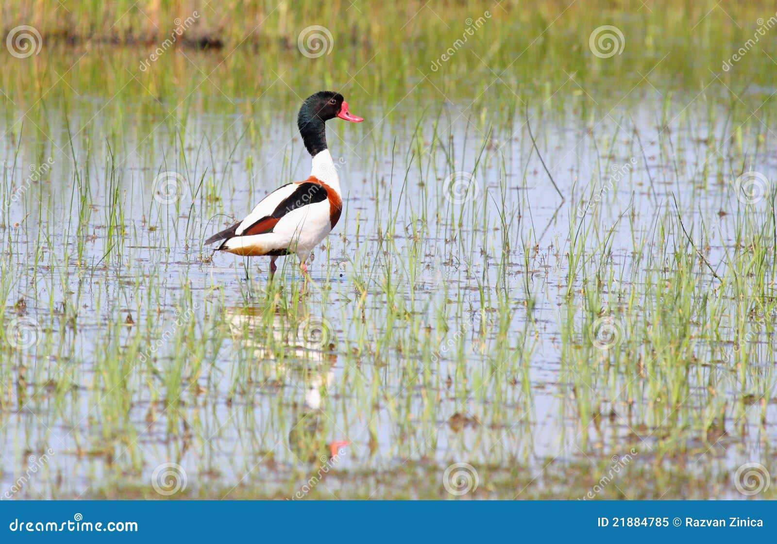 Shelduck stock image. Image of bird, tadorna, wildlife - 21884785