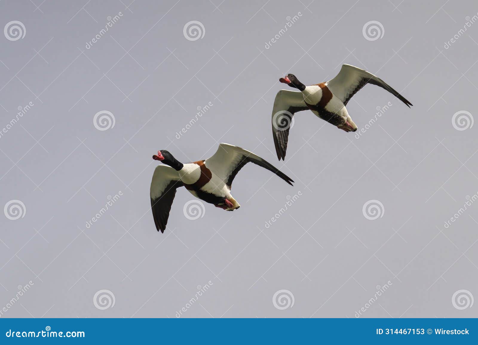Shelduck Birds Flying in Synchronized Formation Under a Cloudy Sky ...