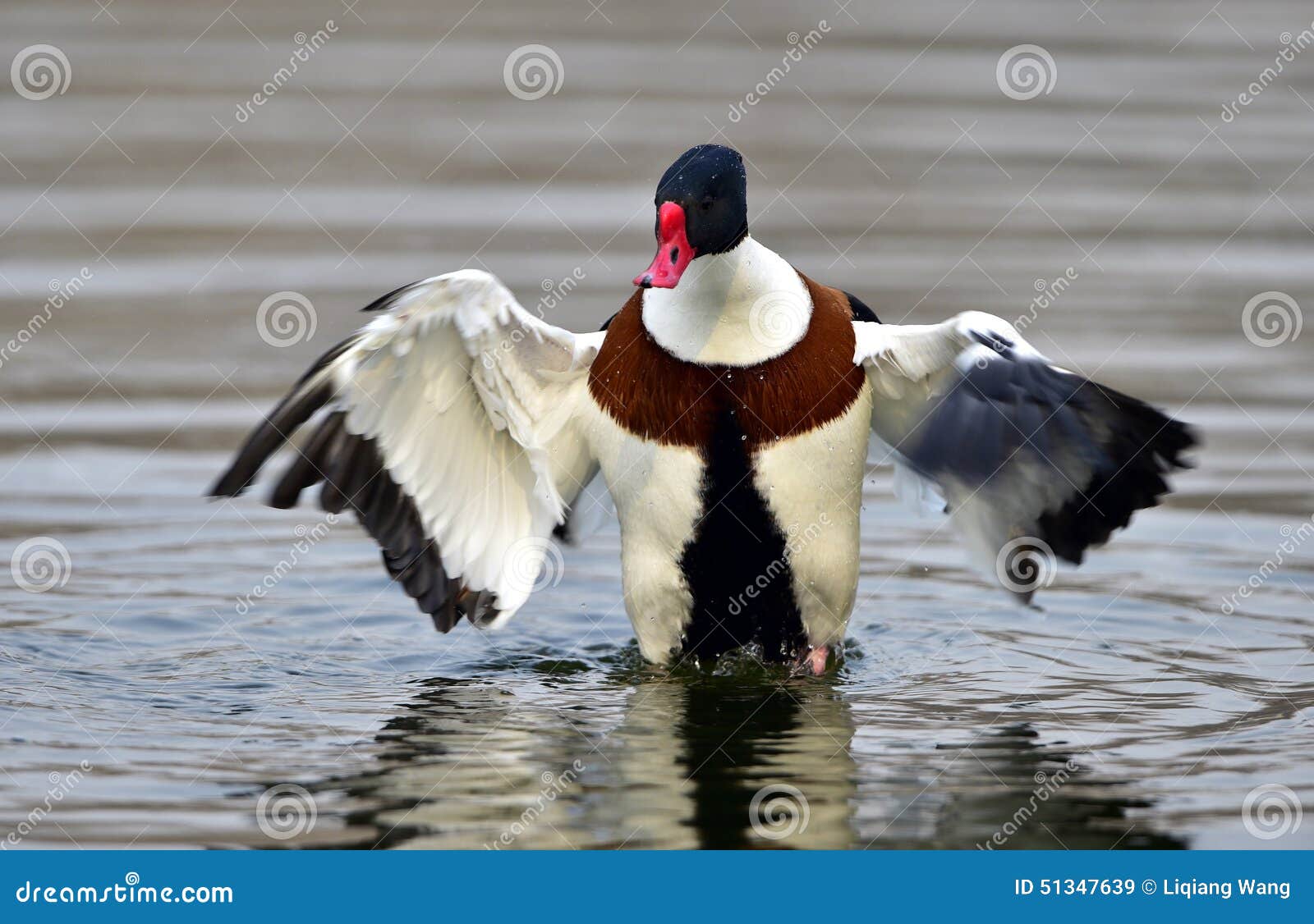 Shelduck común imagen de archivo. Imagen de pico, fondo - 51347639