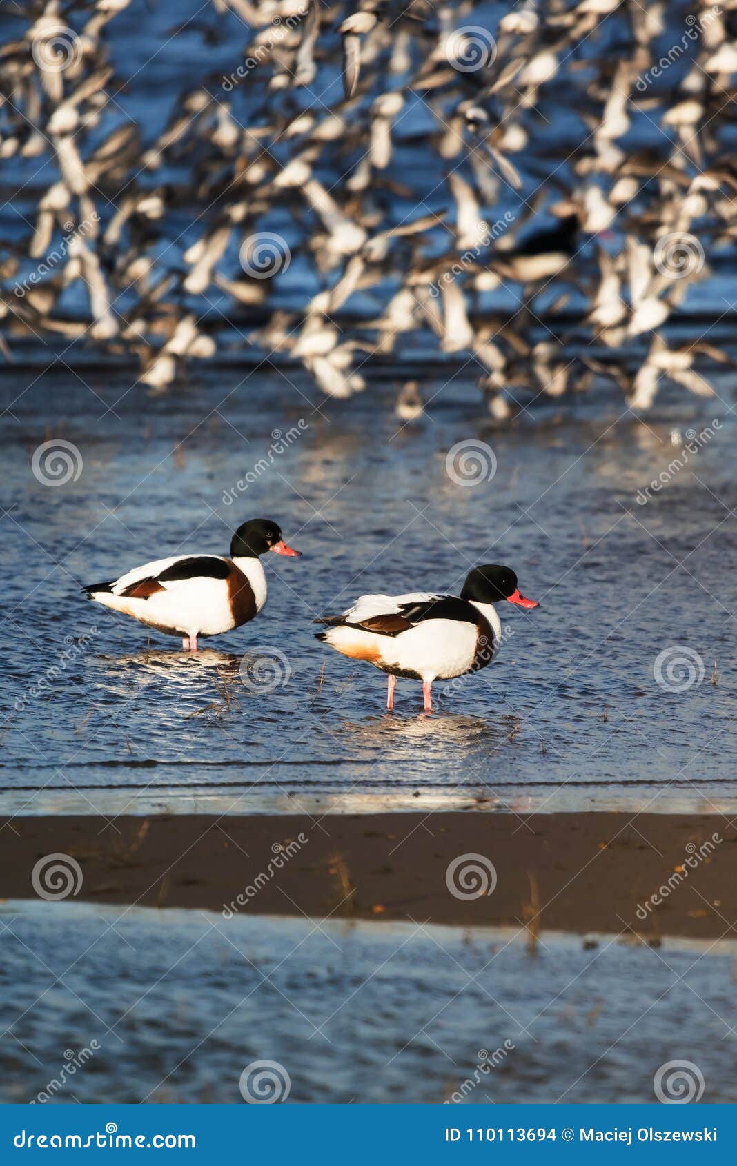 Shelduck, Common Shelduck, Tadorna Tadorna Stock Photo - Image of lake ...